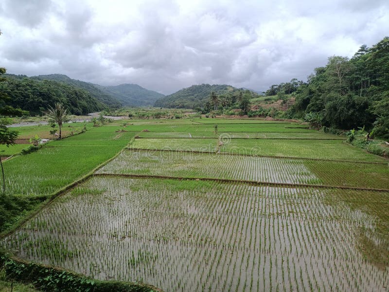 Rice Field Terrace with Skies Stock Photo - Image of rice, terrace ...