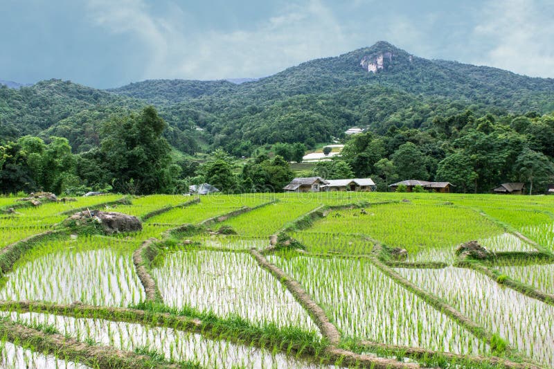 Rice Field Terraces in Doi Inthanon, Ban Mae Klang Luang Chiangmai ...