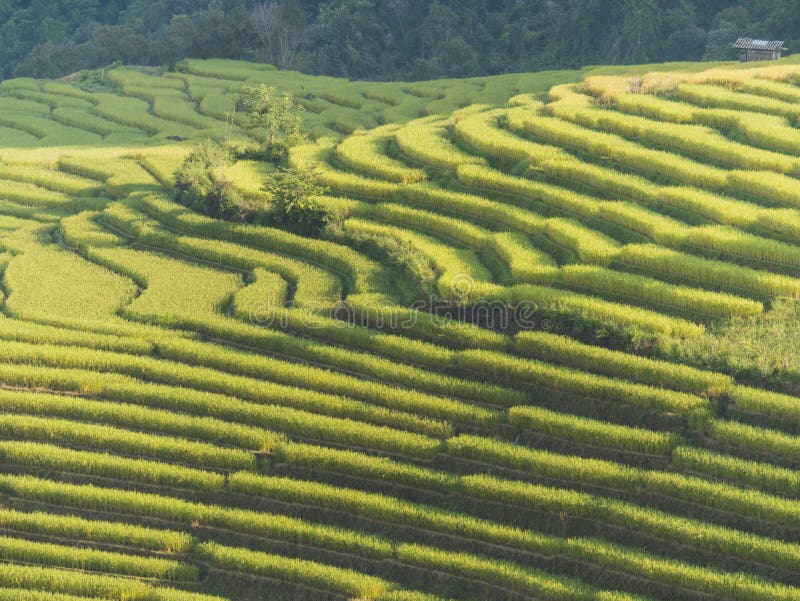 Rice Field Terraces on Mountain Stock Photo - Image of farmer ...