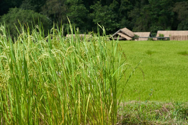 Rice Field Terraces on Mountain . Stock Image - Image of farm, field ...