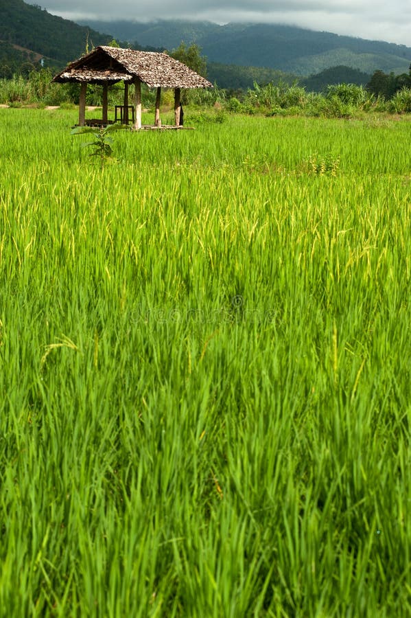 Rice Field Terraces on Mountain . Stock Image - Image of farm, field ...