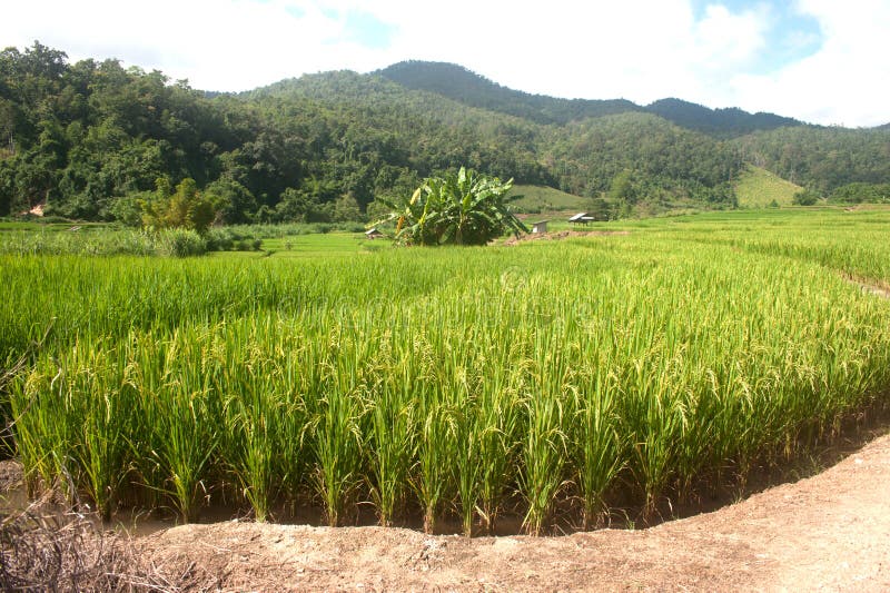 Rice Field Terraces on Mountain . Stock Photo - Image of foliage ...