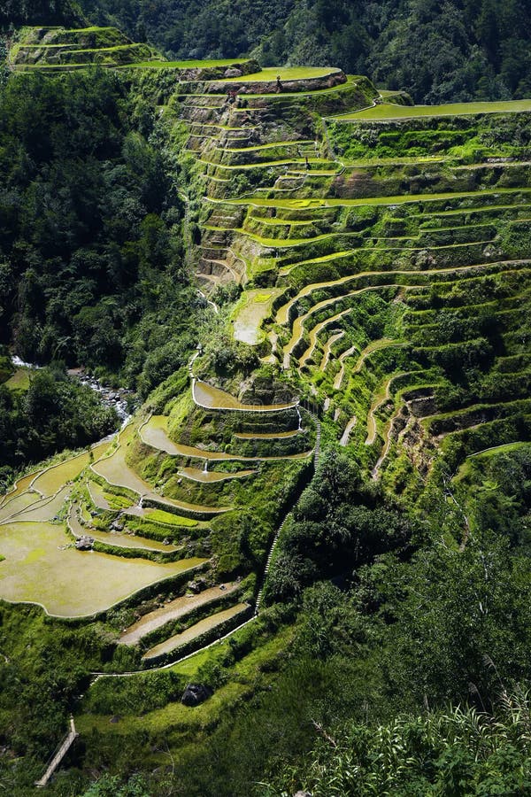 Rice Field Terraces in Philippines Stock Photo - Image of nature ...