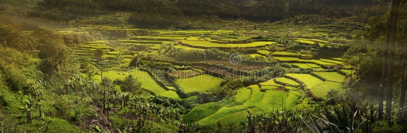 1,392 Rice Field Background Philippines Stock Photos - Free & Royalty ...