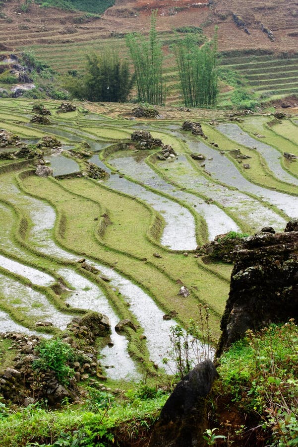 Rice Terraces in Sa Pa Valley, Vietnam Stock Image - Image of paddy ...