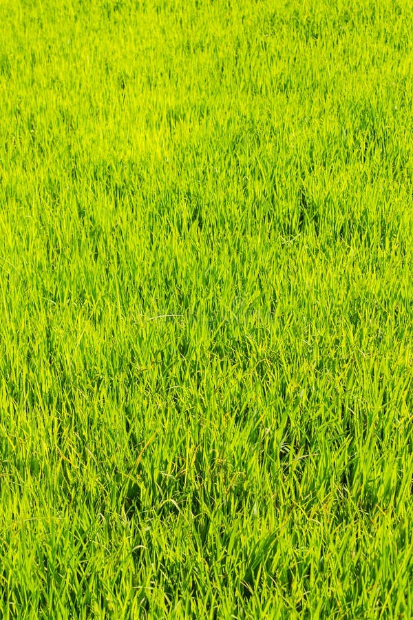 Paddy Field with Parm Tree in Thailand Stock Photo - Image of ...