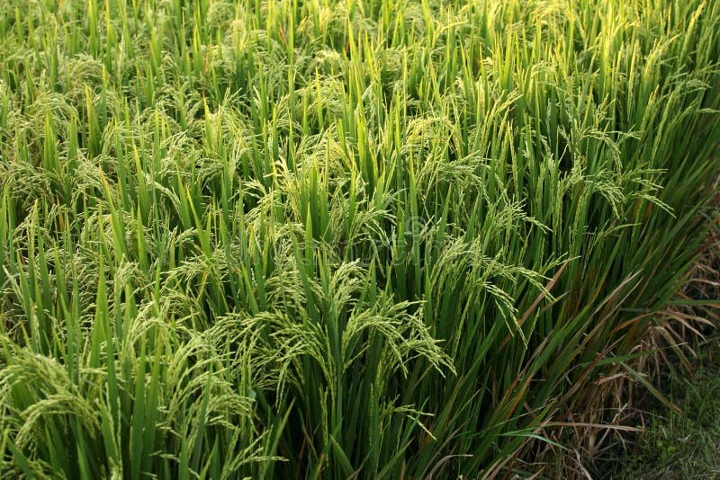 Paddy rice in field stock image. Image of food, farmer - 26194819