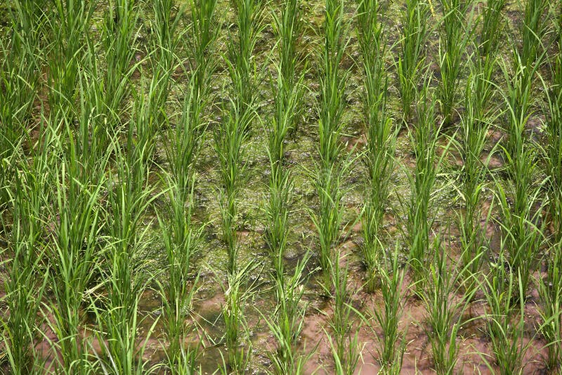 Paddy rice in field stock image. Image of food, farmer - 26194819