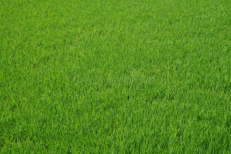 Rice field texture stock image. Image of country, labor - 94199303