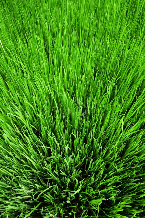 Rice field texture stock image. Image of paddy, background - 45085657