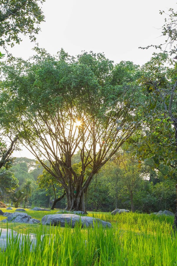 Rice Field stock photo. Image of countryside, fresh, natural - 69007200
