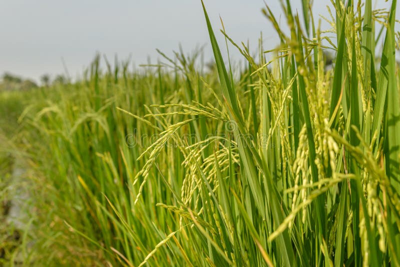 Thai Agriculture Rice Field. Thai Agriculture Stock Image - Image of ...