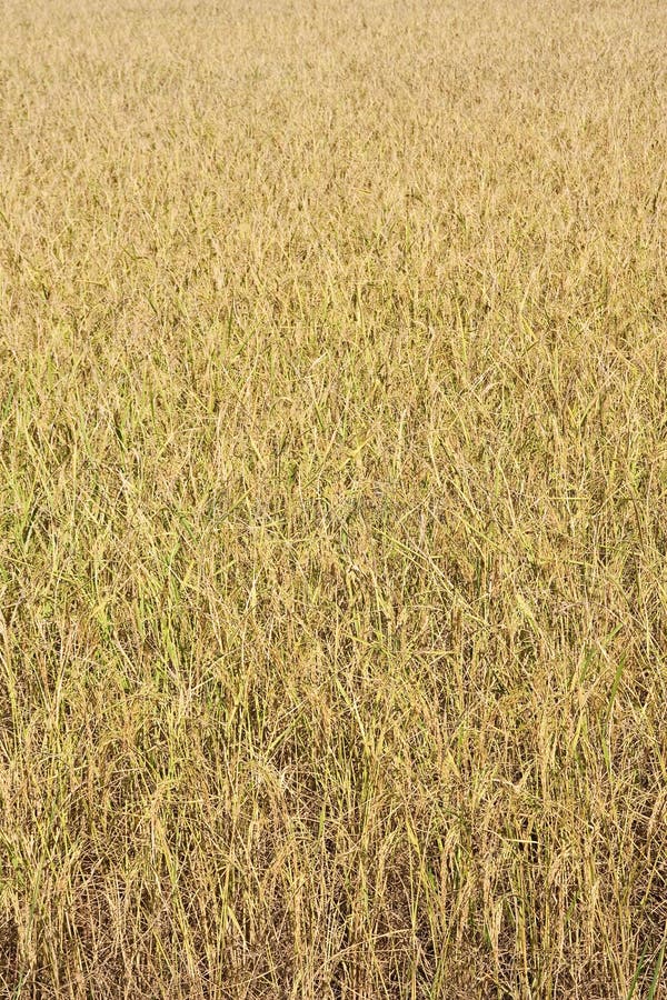 Rice field in Thailand stock image. Image of harvest - 11903695