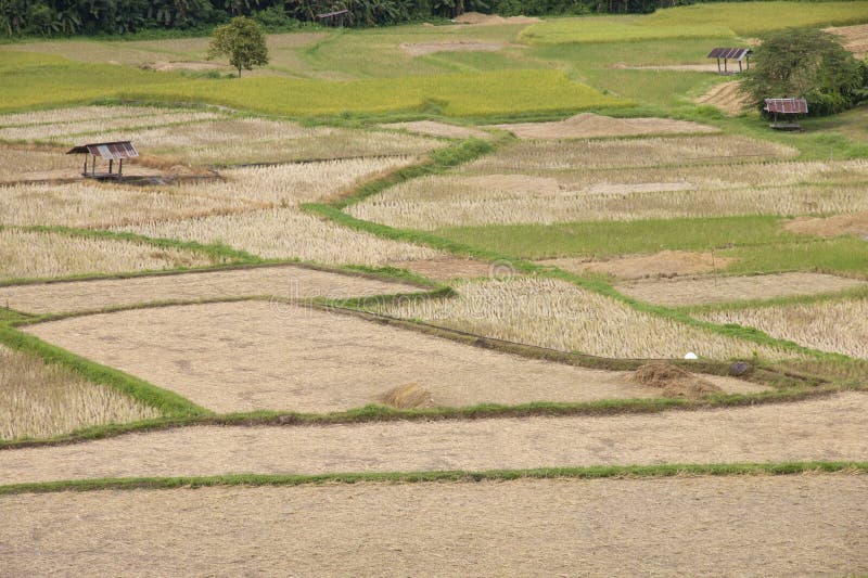 Rice field in thailand stock image. Image of natural - 338299301