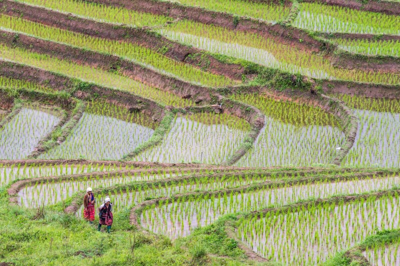 Rice field editorial image. Image of chiangmai, rice - 42618595