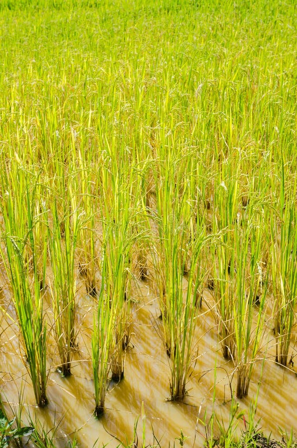 Rice field stock image. Image of rice, growth, paddy - 32498529