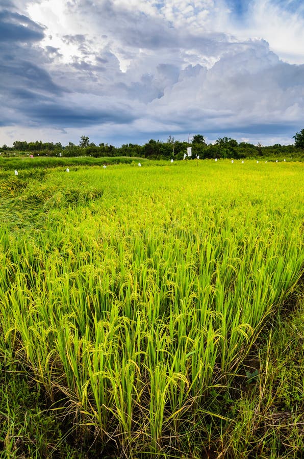 Rice field black and white stock image. Image of green - 33792725