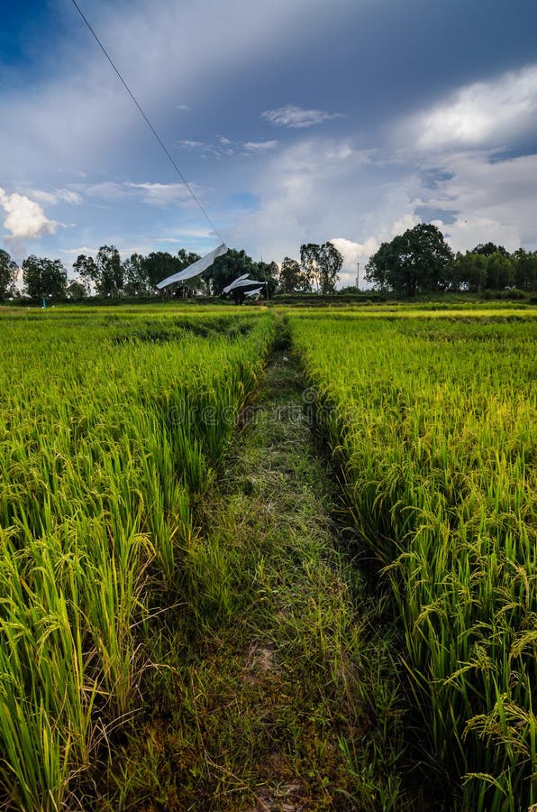 Rice field stock image. Image of rice, growth, paddy - 32498529