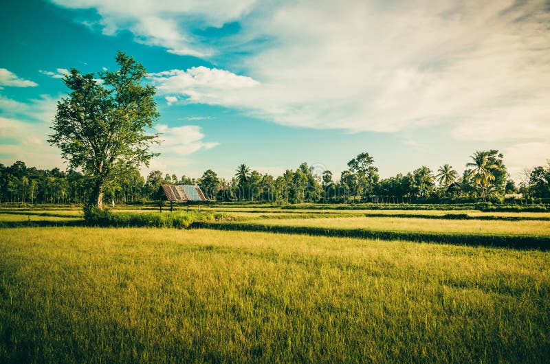 Rice field stock image. Image of rice, growth, paddy - 32498529
