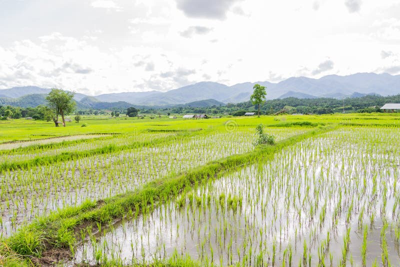 Rice field in Thailand stock image. Image of hill, food - 43448119