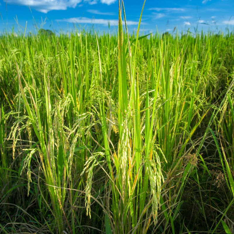Rice field in Thailand stock image. Image of ripe, nature - 49040315