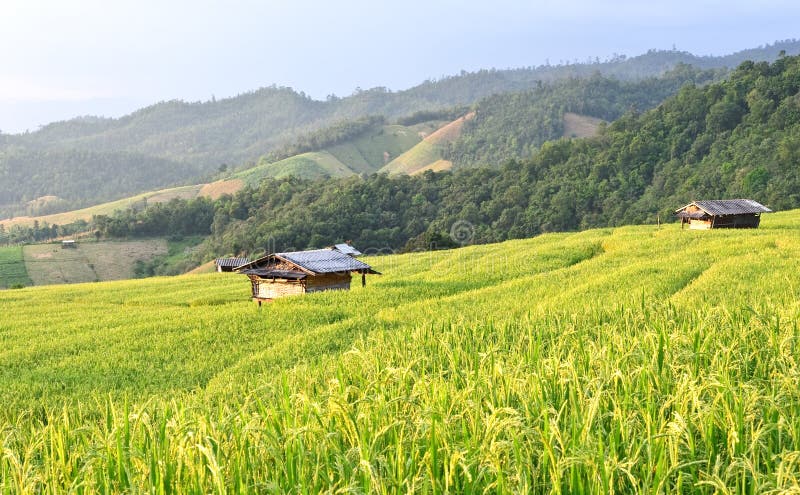 Rice field in Thailand stock image. Image of farmhouse - 31541881