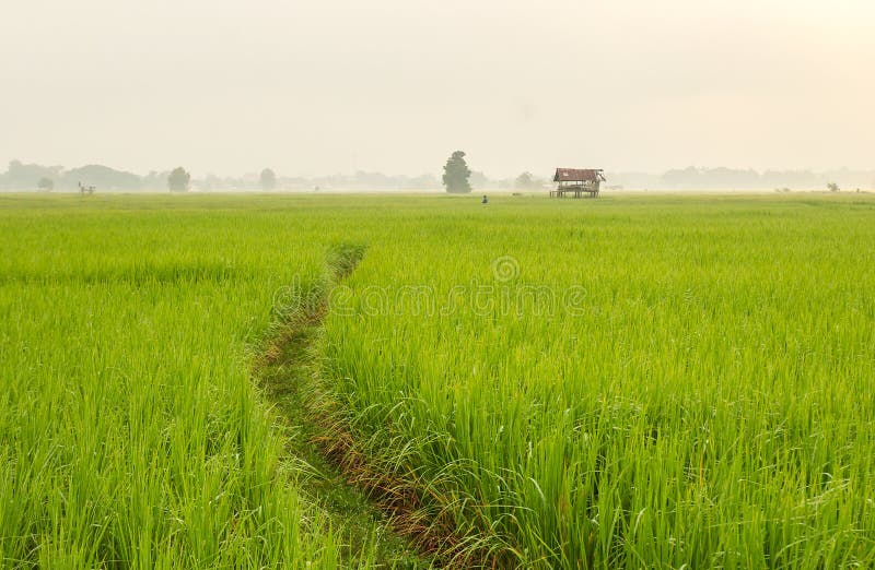 Rice Field at Thailand in the Morning Stock Image - Image of ...