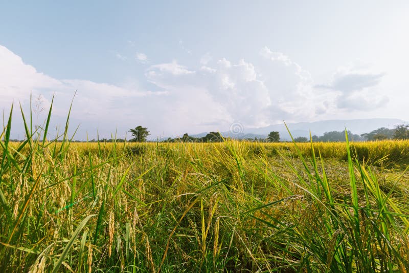 Rice field in Thailand stock image. Image of rice, farm - 340853303