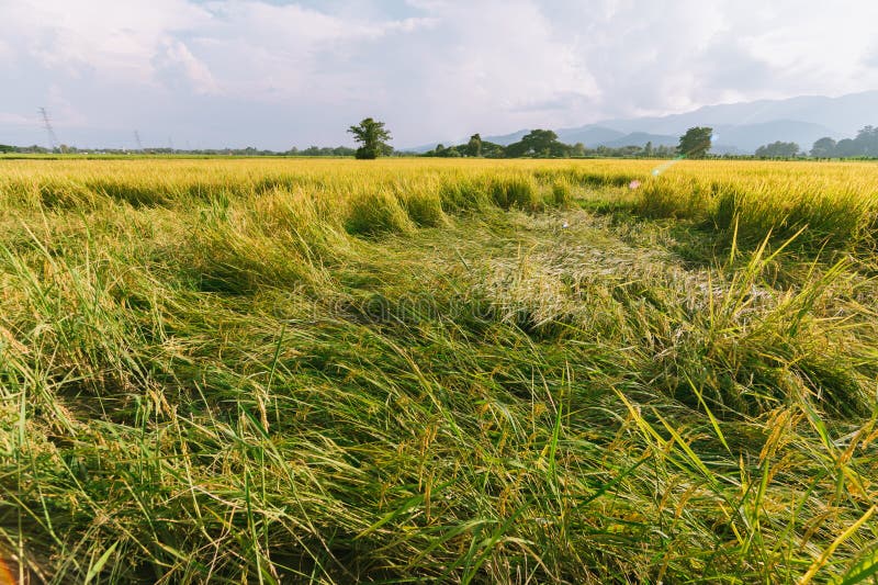 Rice field in Thailand stock image. Image of season - 340853345