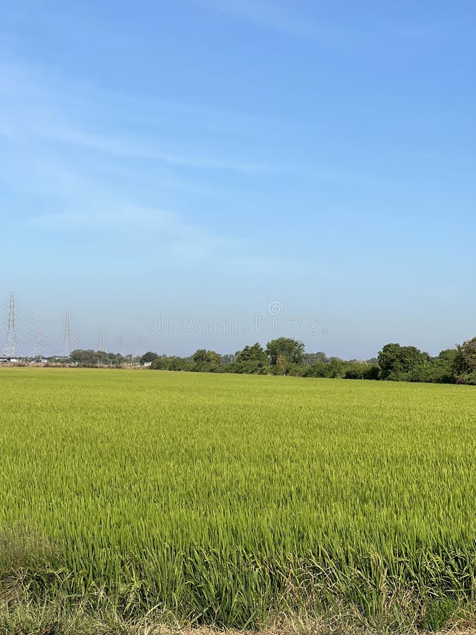 Rice field in thailand stock photo. Image of farming - 387893334