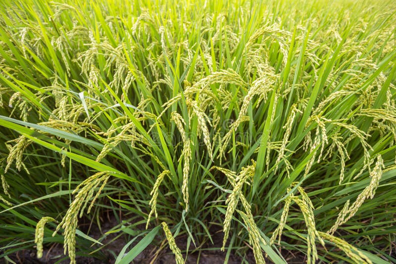 Rice Field, Thailand, Southeast Asia Stock Photo - Image of field ...