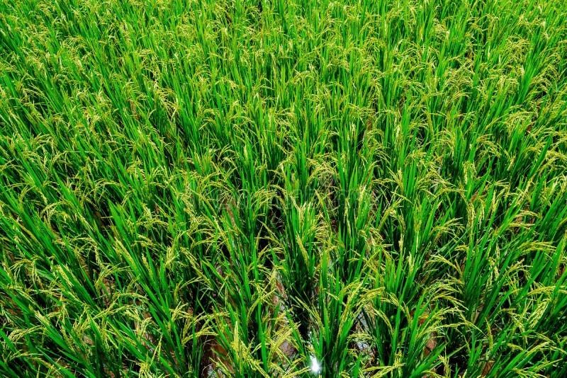 Rice in Field stock image. Image of farmland, landscape - 45446205