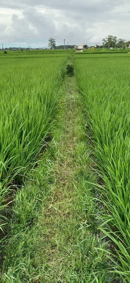 Rice field track stock photo. Image of design, rice - 209142934