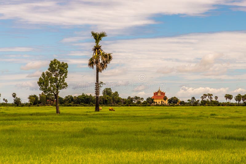 Rice Field with Trees and Building Stock Image - Image of kampong, asia ...