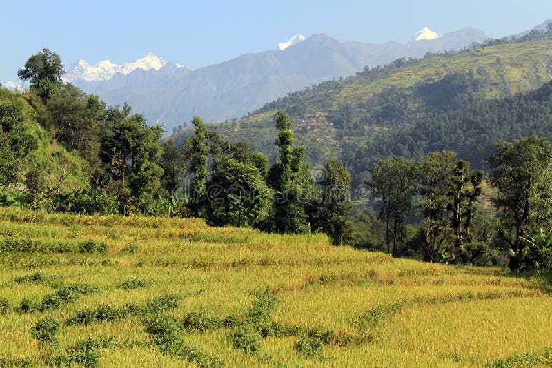 Rice field stock image. Image of nepal, asia, farm, green - 36010221
