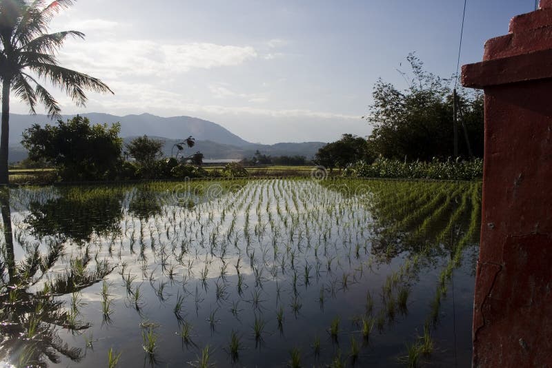 Rice Field and Tropical Countryside Stock Image - Image of fertility ...