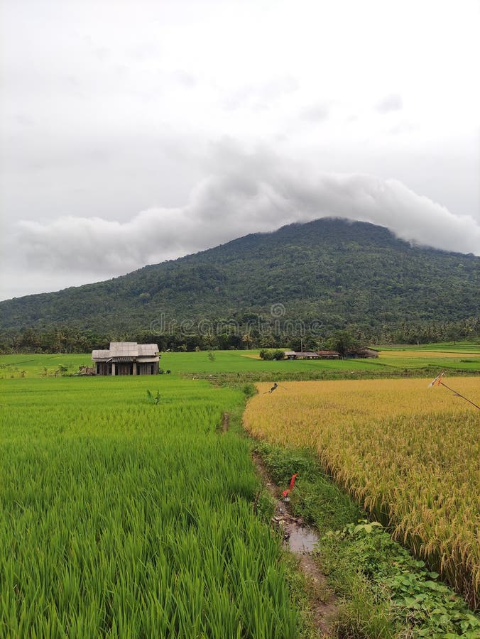 Rice Field Two Colors with Mountain Stock Photo - Image of terrain ...
