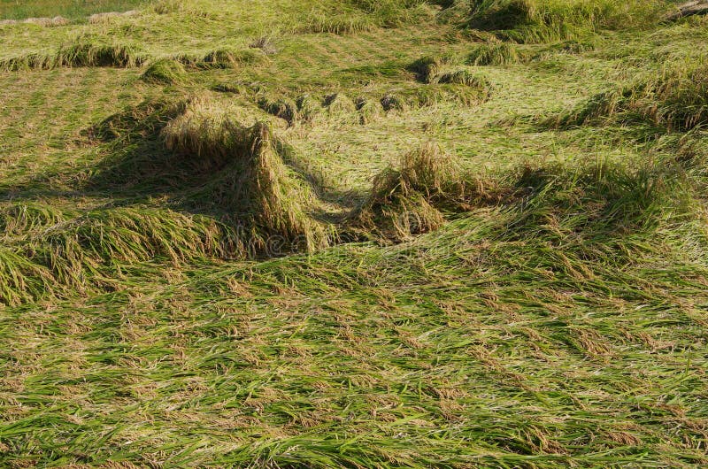 Rice Field after the Typhoon Stock Photo - Image of grain, nature: 35560366