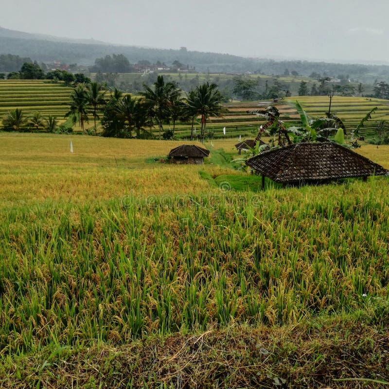 Rice field stock image. Image of bali, fields, typical - 106146209