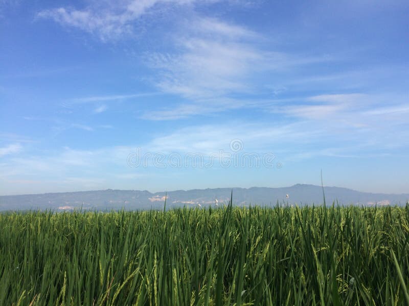 Rice field stock photo. Image of ricefield, traditional - 265294304