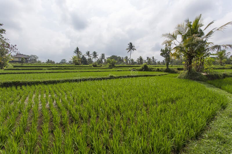 Rice Field in Ubud stock image. Image of food, bali, farm - 59091993
