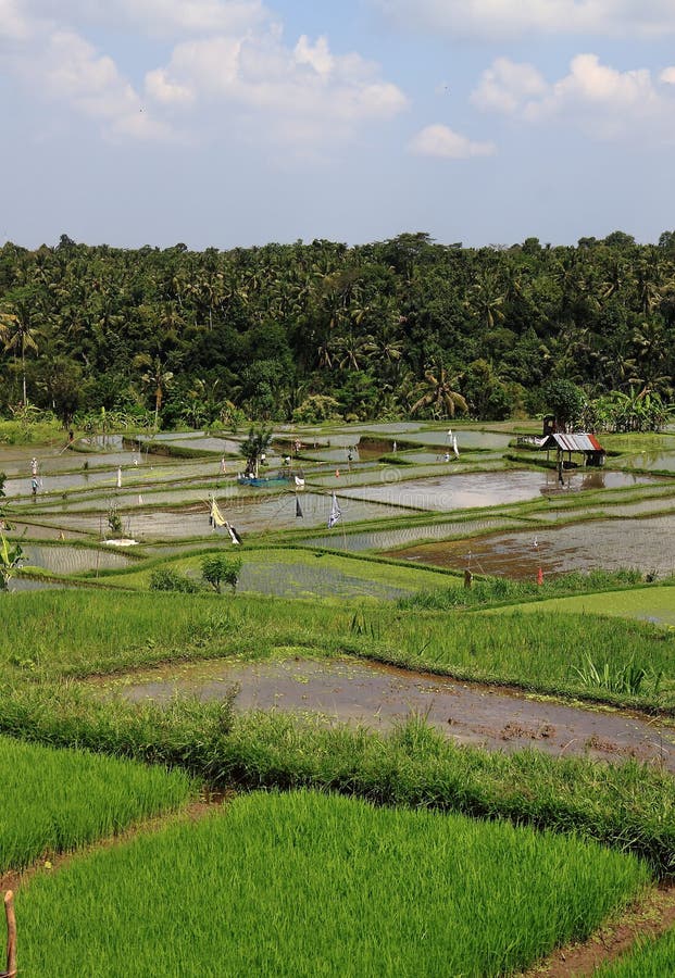 Rice Field Landscape Indonesia Stock Photo - Image of indonesian, field ...