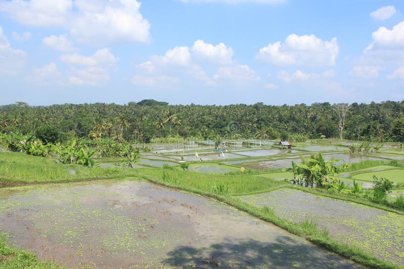 Rice Field in Ubud Bali Indonesia Stock Photo - Image of agriculture ...