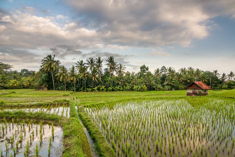 Rice field at ubud, bali stock image. Image of ridge - 74597163