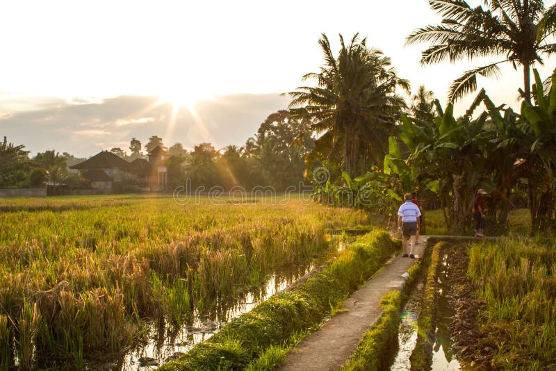 Rice field at Ubud, Bali stock image. Image of landscape - 54888183