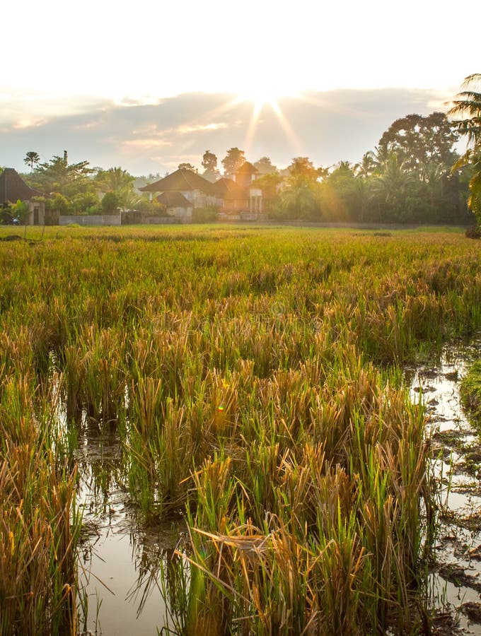 Rice field at Ubud, Bali stock image. Image of land, nature - 54888327