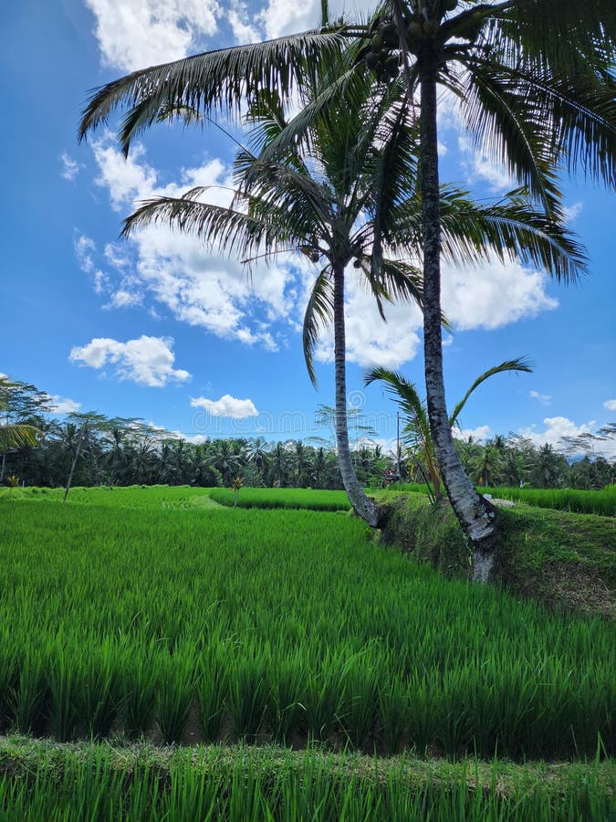 Rice Field in Ubud, Coconut Tree, Fresh Geen Stock Image - Image of ...