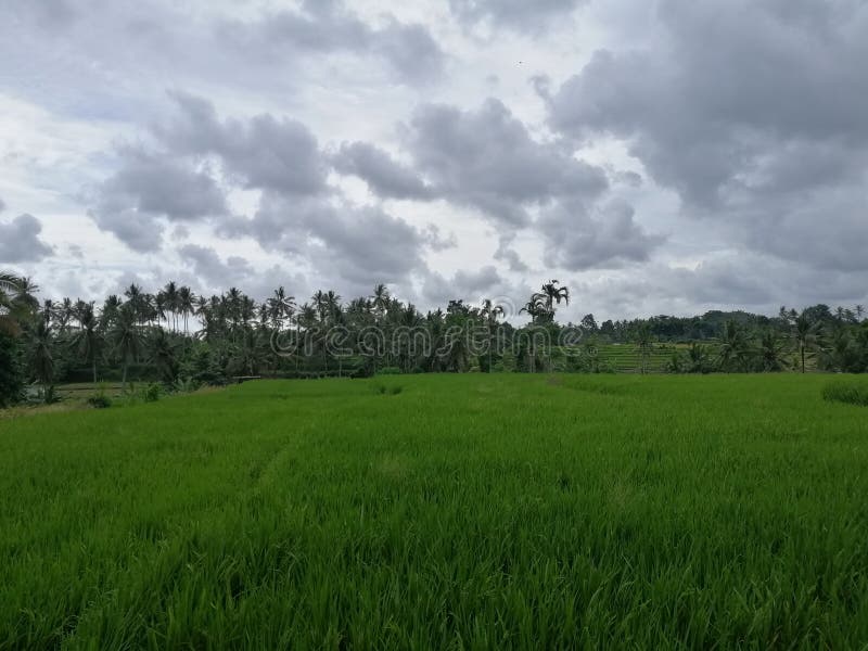 Rice Field Under the Cloudy Sky Stock Photo - Image of rice, prairie ...