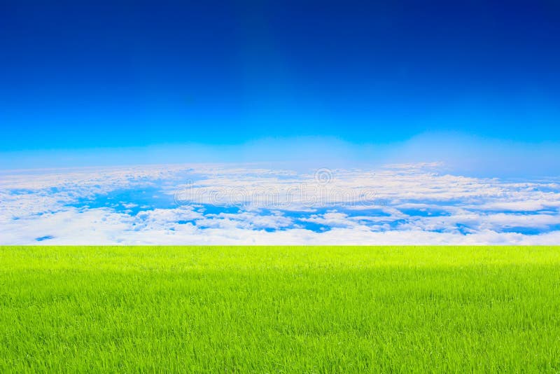 Rice field under the sky stock photo. Image of rice, high - 35511906
