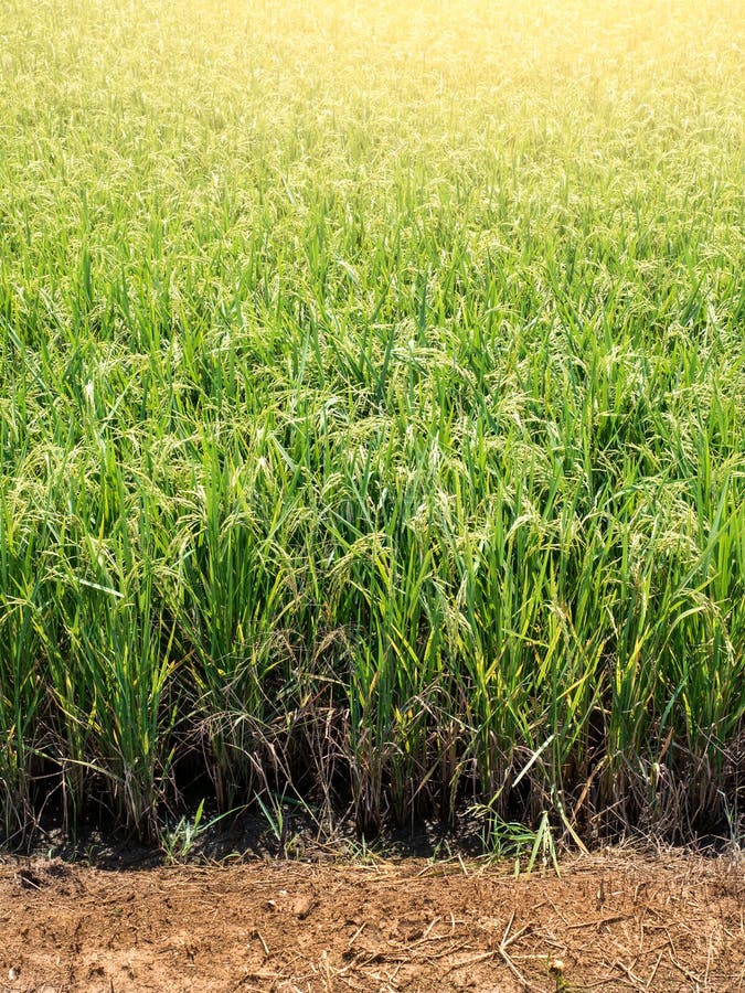 Rice field under the sun stock photo. Image of grain - 89883228